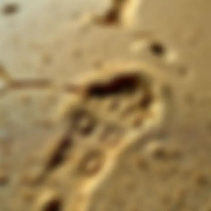 Ancient Shoe Print Found in Nevada Dating Back 5 Million Years ...