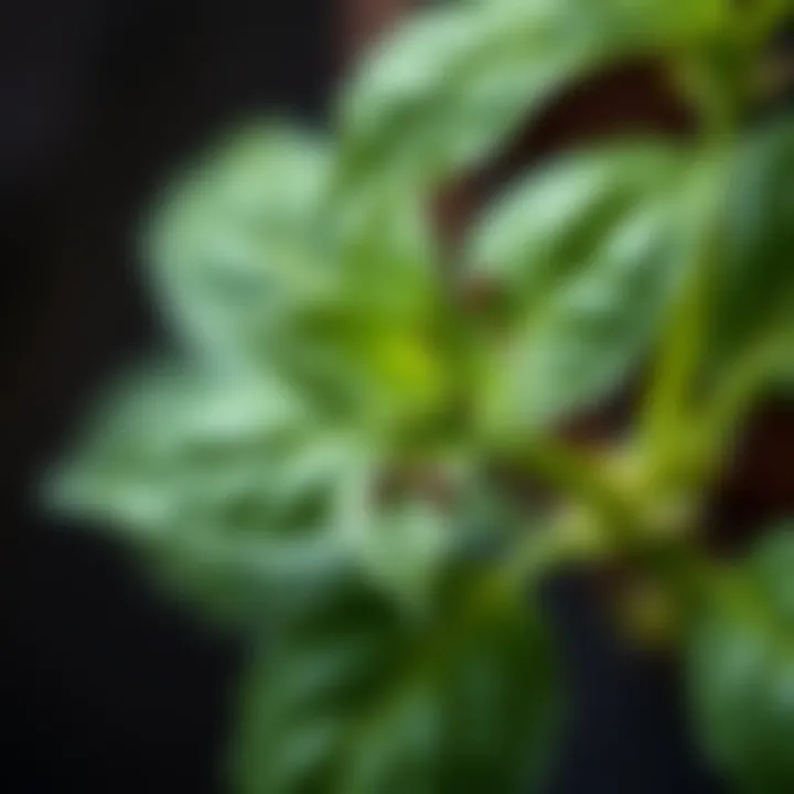 Basil Plant Infestation: How to Get Rid of Aphids : MysteryLores