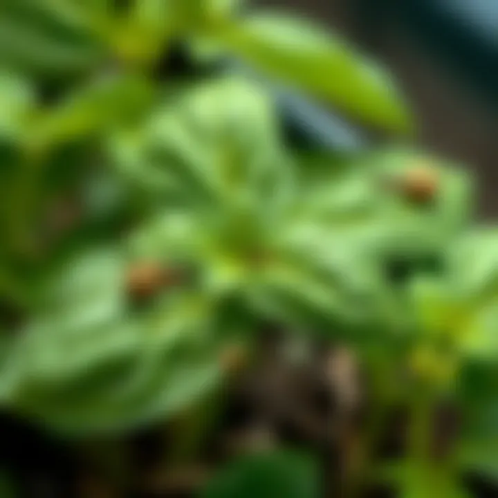 Is Your Basil Infested? Here's What To Check : MysteryLores