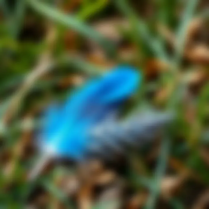 What Does Finding a Blue Feather and Porcupine Quill Indicate ...