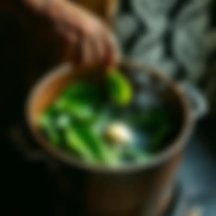 Creating Datura Ointment: Simple Method Explained : MysteryLores