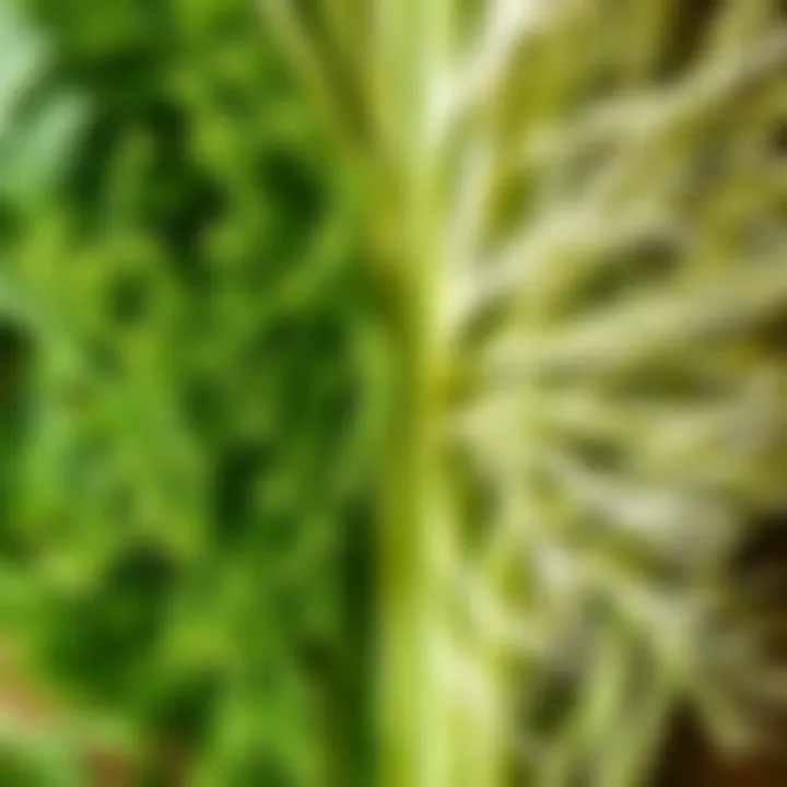 Identifying Dill or Fennel: Key Differences Explained : MysteryLores