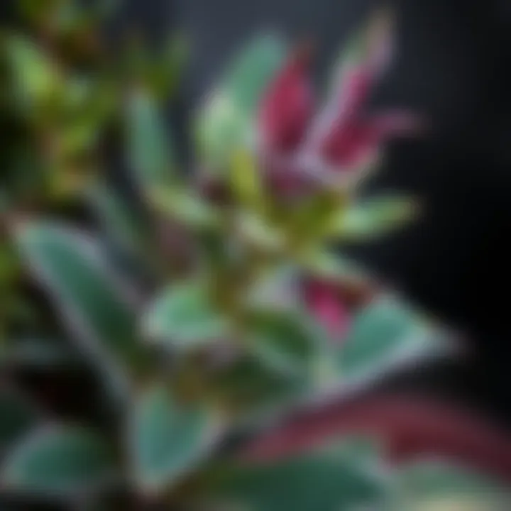 Why Is My Sage Plant Drooping? Understanding the Issue : MysteryLores