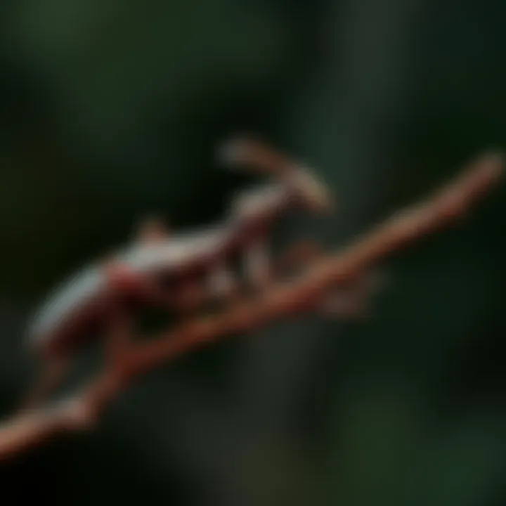 Scientists Uncover Giant Stick Insect in Australia : MysteryLores