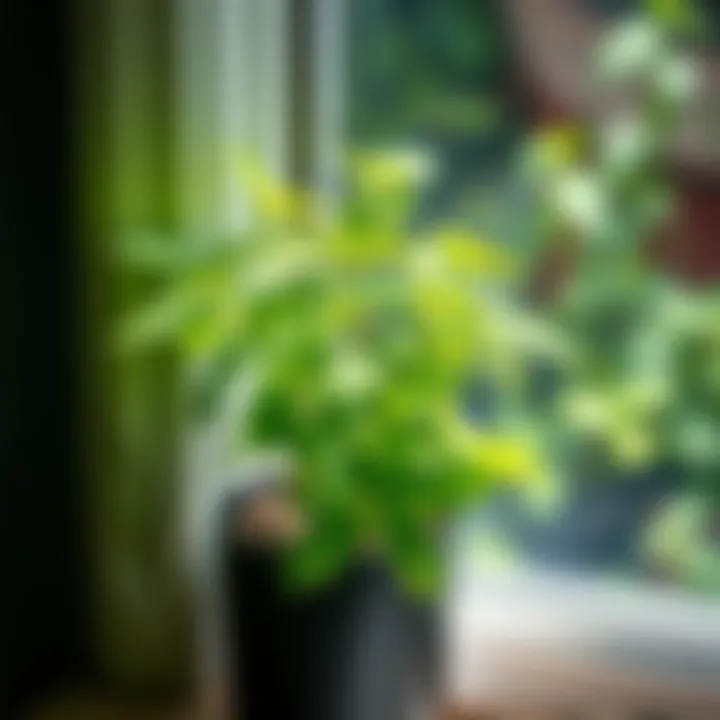 Essential Care Tips for Struggling Peppermint Plants : MysteryLores