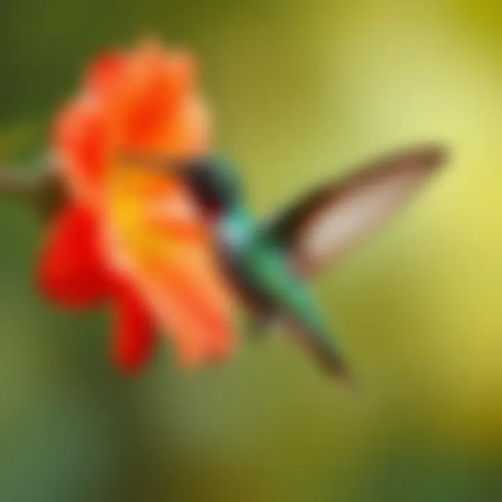 Hummingbird Spiritual Significance and Personal Connection : MysteryLores