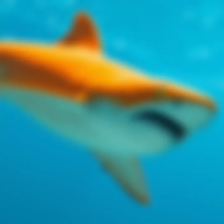 Newly Discovered Orange Shark Shakes Up Marine Biology : MysteryLores
