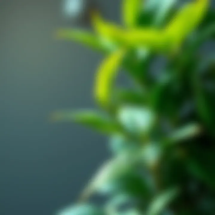 Exploring Chapter 36: Expand to Shrink Principle Explained : MysteryLores