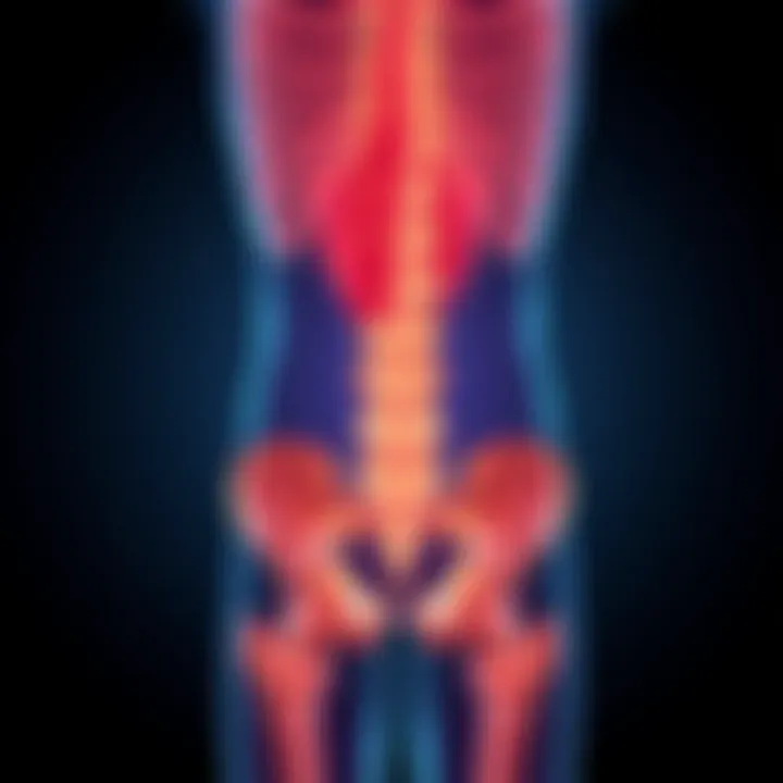 Understanding the Psoas: Key Insights and Experiences : MysteryLores