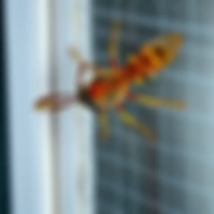 Safe Methods to Remove a Queen Wasp Next to Your Window : MysteryLores